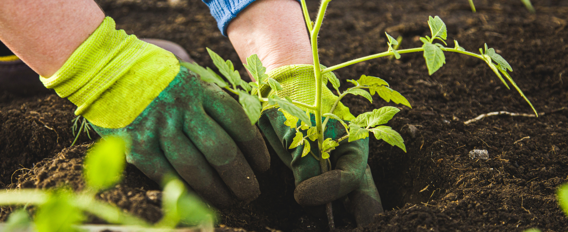New evidence for nature based social prescribing - National Academy for ...